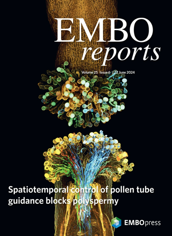 水多 陽子 トランスフォーマティブ生命分子研究所(ITbM)/高等研究院 助教らの論文が電子ジャーナル EMBO reportsに掲載されまし ...